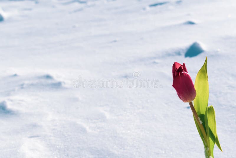 Dark Red Tulip on White Spring Snow Stock Photo - Image of group ...
