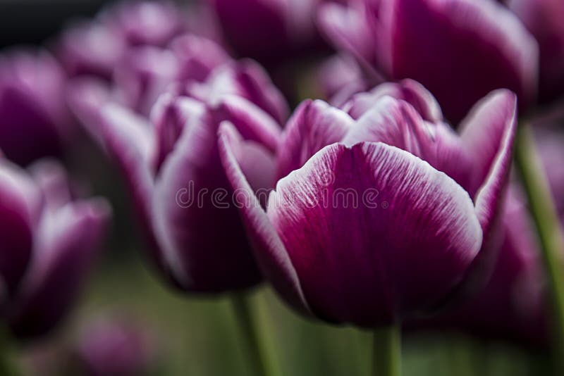 Dark red tulips stock image. Image of close, floral, blossom - 40839749