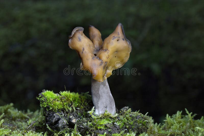 Gyromitra Infula, Commonly Known As the Hooded False Morel or the Elfin ...