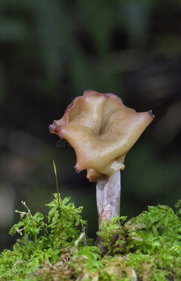 Gyromitra Infula, Commonly Known As the Hooded False Morel or the Elfin ...