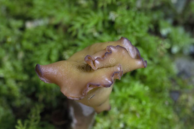 Gyromitra Infula, Commonly Known As the Hooded False Morel or the Elfin ...