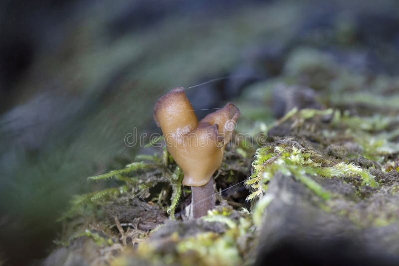 Gyromitra Infula, Commonly Known As the Hooded False Morel or the Elfin ...