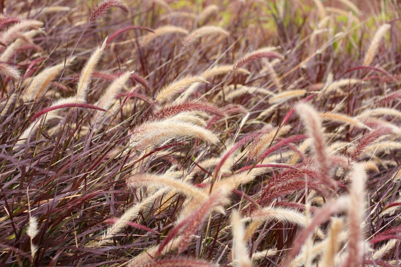 Dark Reed Background with Blue Sky Stock Photo - Image of pattern ...