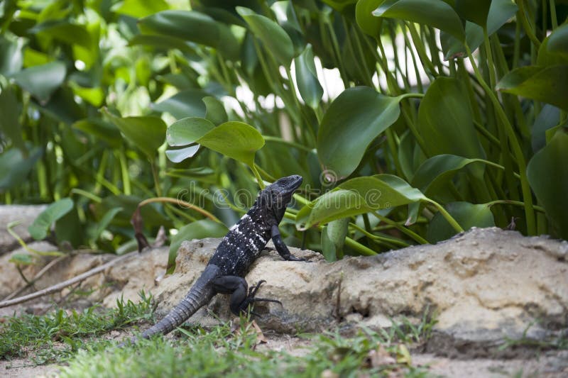 Dark Reptile stock photo. Image of endangered, head, amphibian - 20460232