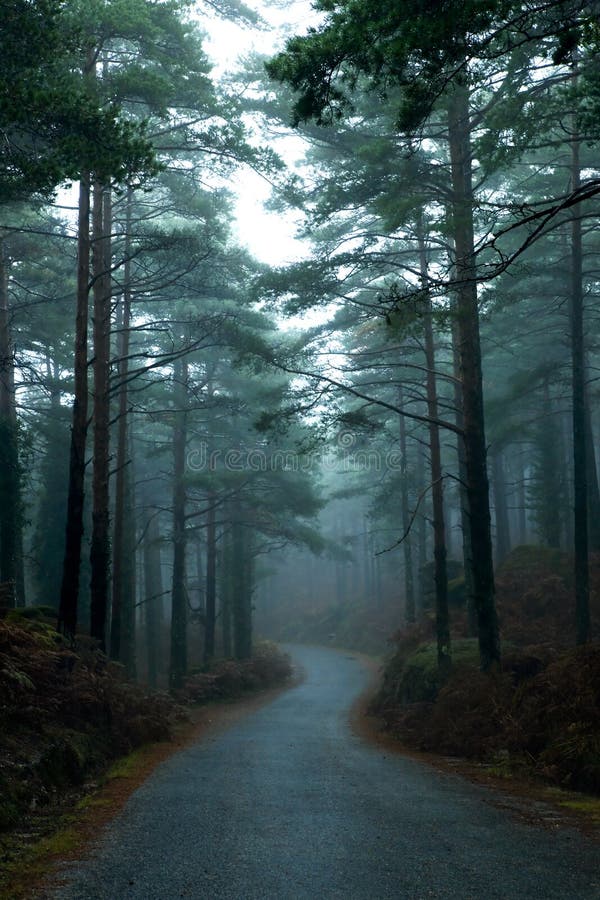 Dark road stock image. Image of beautiful, colorful, leaves - 17507059