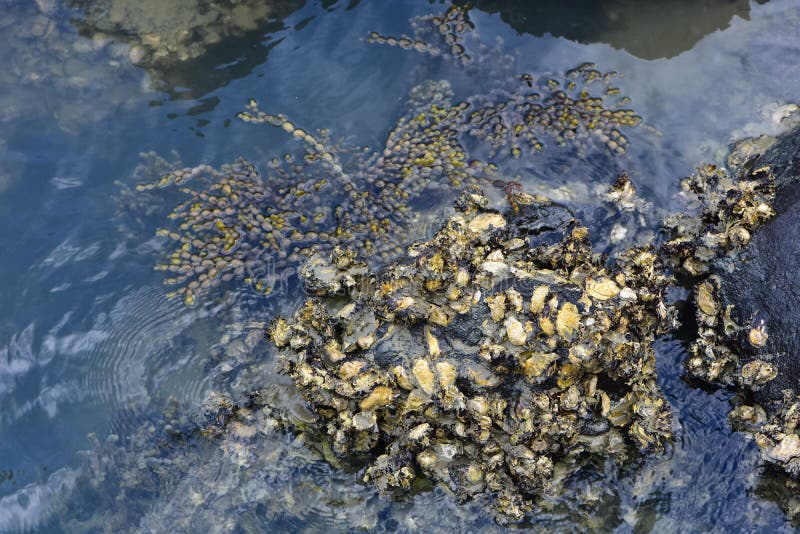 Rock Covered with Oyster Shells Stock Image - Image of rock, coast ...