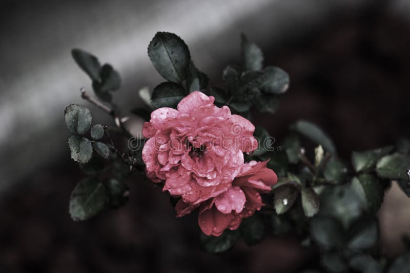 Dark Rose stock image. Image of graveyard, color, anniversary - 1631813
