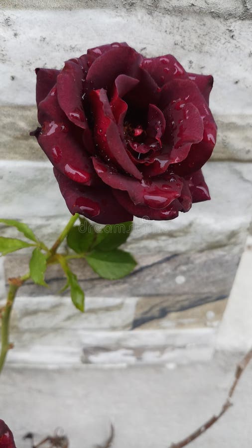 Dark Rose with Water Droplets after Rain Stock Image - Image of rain ...