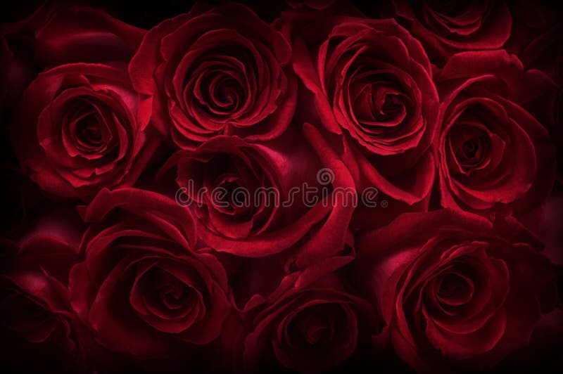 Dark Roses stock photo. Image of anniversary, rose, background - 12082200