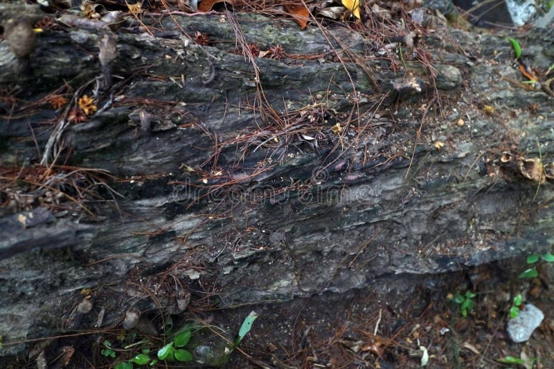 Dark Old Rotten Wood Background Texture Stock Photo - Image of cracks ...