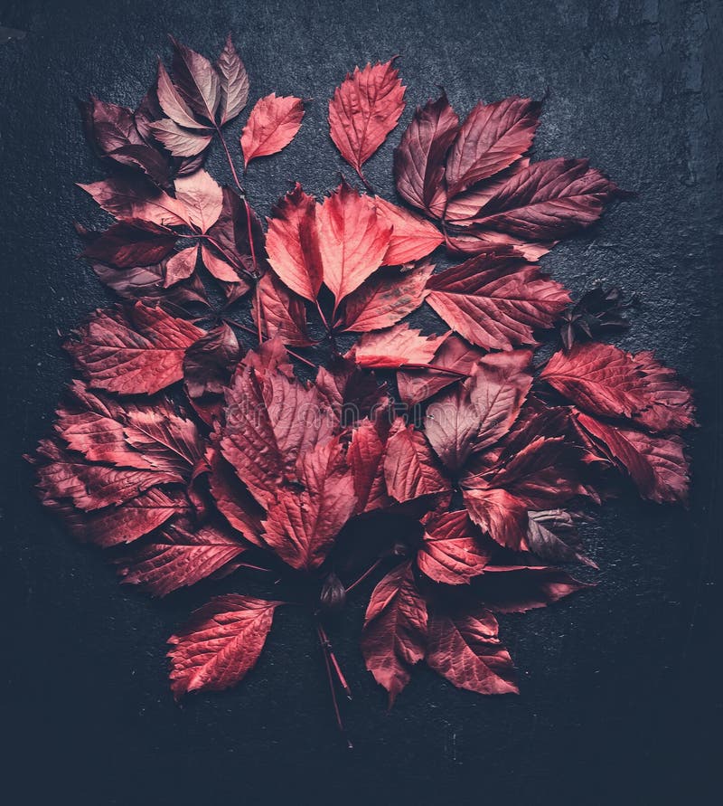 Dark Rustic Autumn Background with Various Red Fall Leaves, Top View ...
