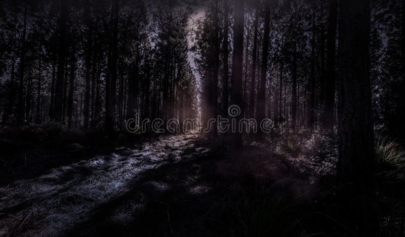 Dark Scary Foggy Pine Forest - Eery Path - Scary Pine Dark Trees with ...