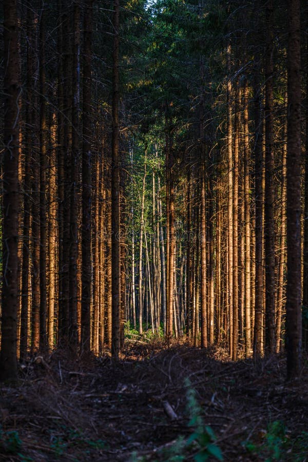 Dark Scary Forest of Pine and Spruce Tree with Sun Shining at the End ...