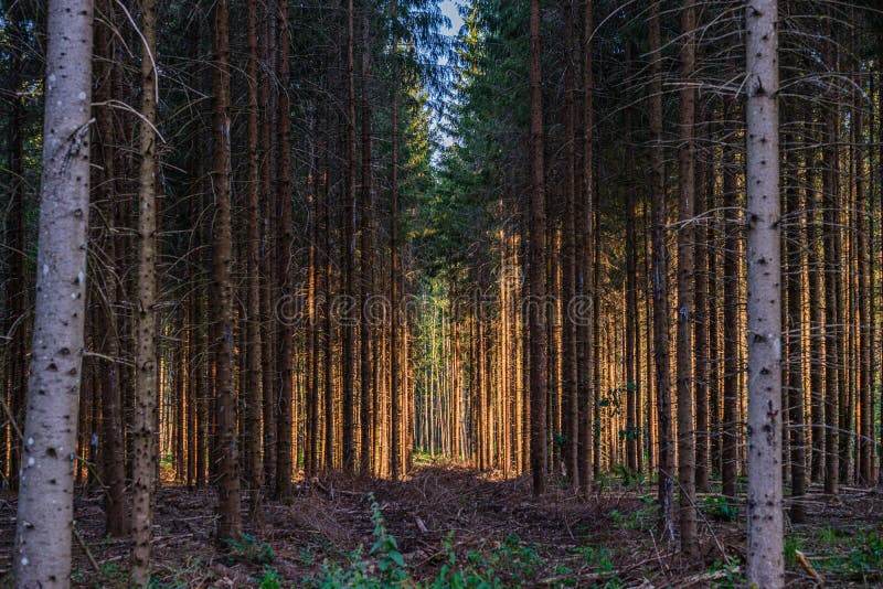 Dark Scary Forest of Pine and Spruce Tree with Sun Shining at the End ...