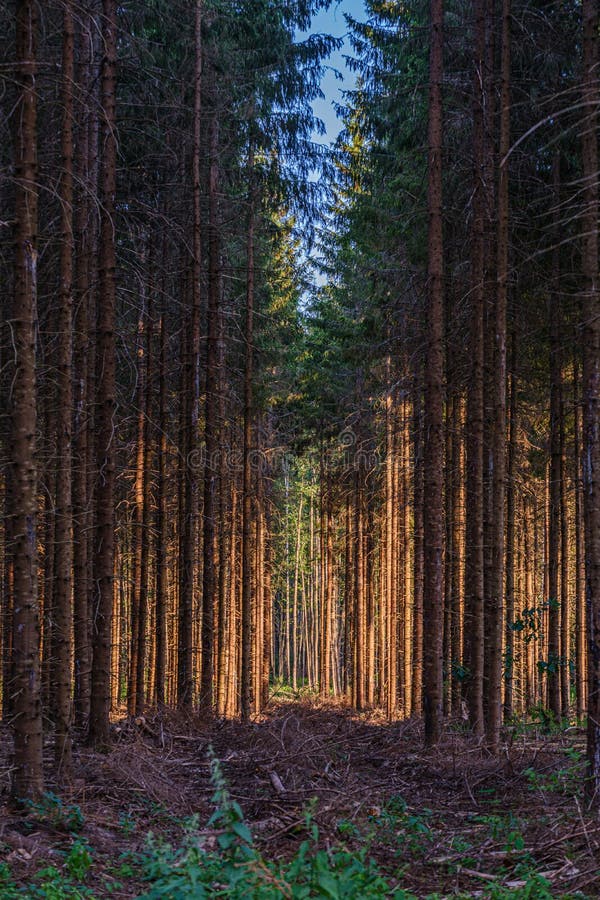 Dark Scary Forest of Pine and Spruce Tree with Sun Shining at the End ...