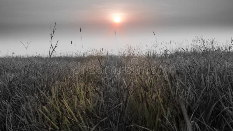 Dark Scene of Nature in Morning Stock Photo - Image of light, tree ...