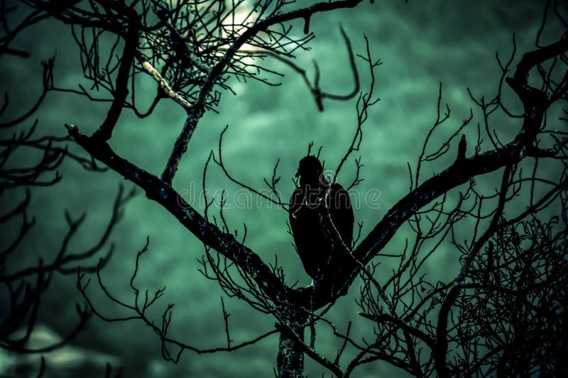 Dark Scene of a Vulture on a Bare Branch in the Rain Stock Image ...