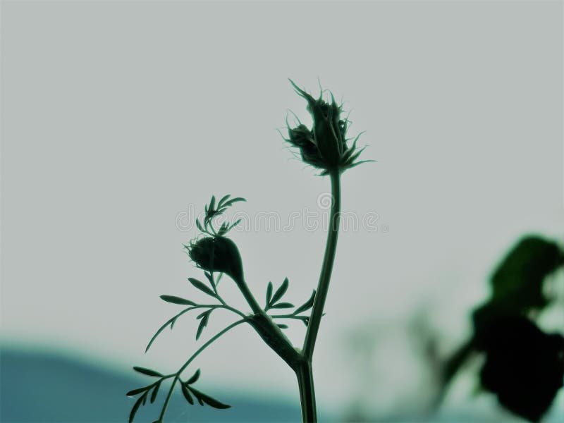 Shade of Green Grass on a Sky Stock Image - Image of gras, wildflower ...