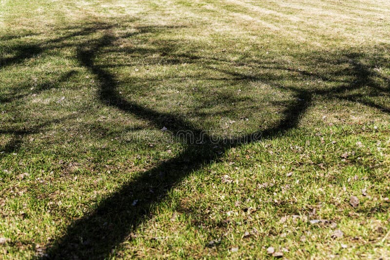 The Dark Shadow of a Branched Tree Falling on a Green Meadow Stock ...