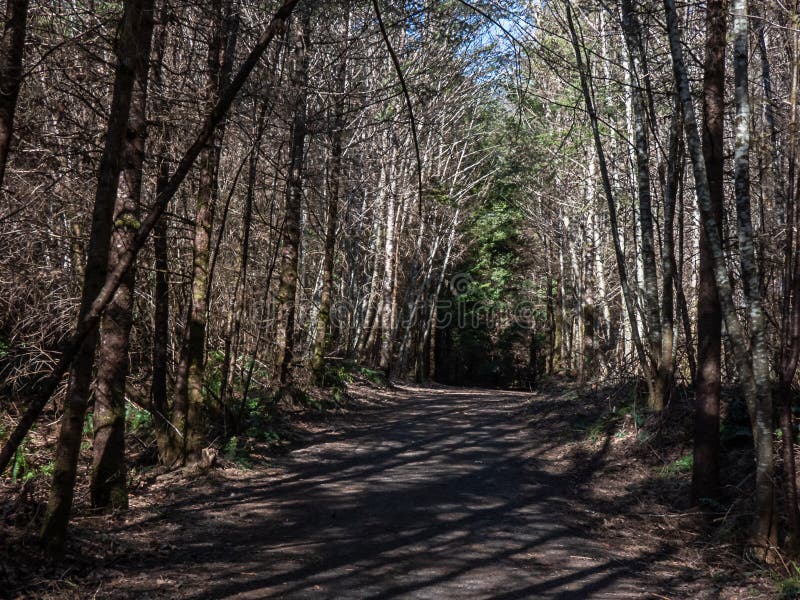 Dark Shadow Filled Path Leads into Shadowy Forest Stock Image - Image ...