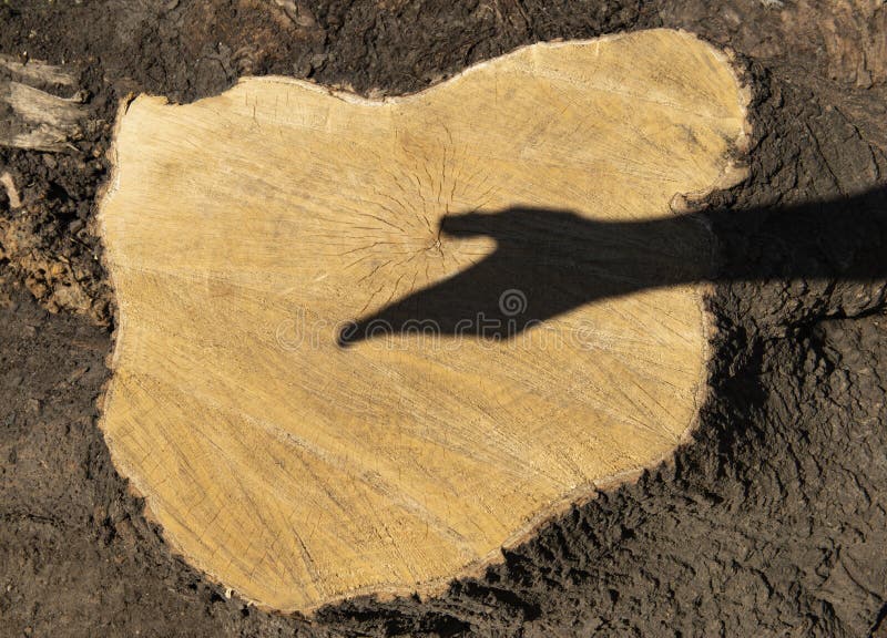 Dark Shadow. the Shadow of a Hand on a Wooden Stump Stock Image - Image ...