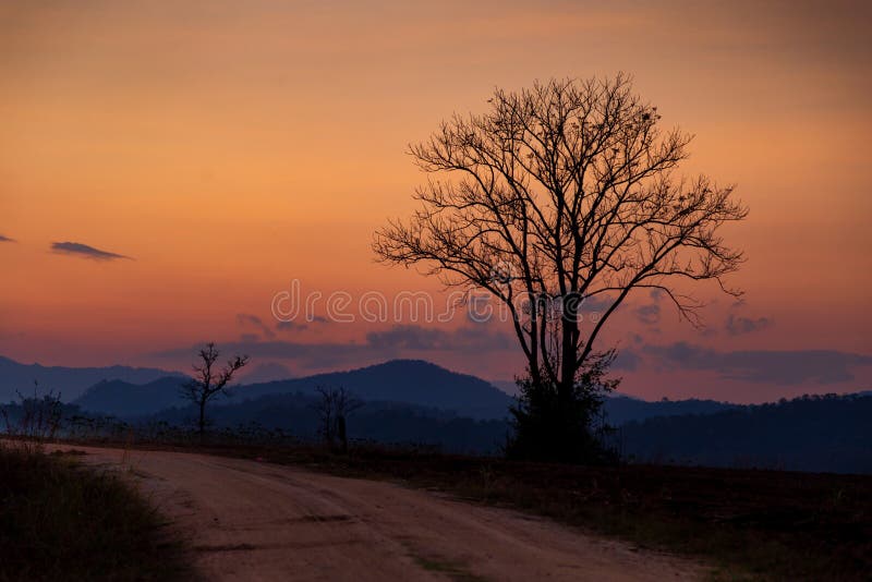 Dark Shadow Silhouette of Dead Trees Evening Light Stock Photo - Image ...