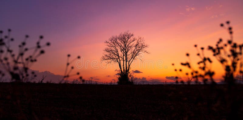 Dark Shadow Silhouette of Dead Trees Evening Light Stock Photo - Image ...
