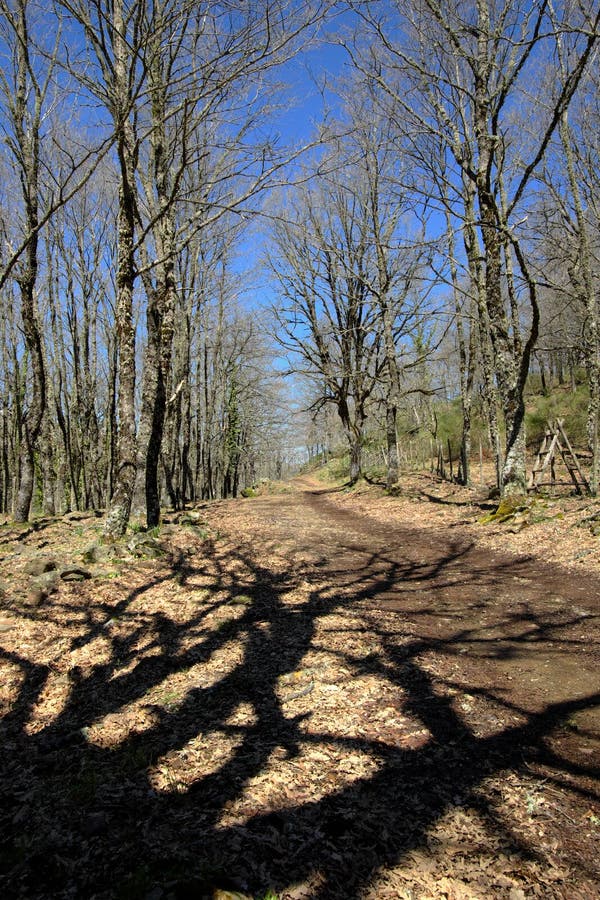 Dark Shadows on the Path in the Woods Stock Image - Image of italy ...
