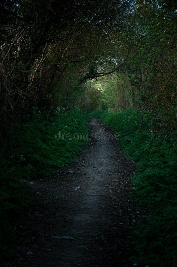 Dark, Shady Path through the Forest. Stock Image - Image of daffodil ...