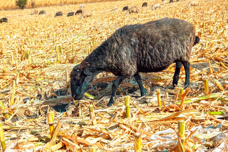 Dark sheep feeding stock image. Image of mammal, corn - 197972085