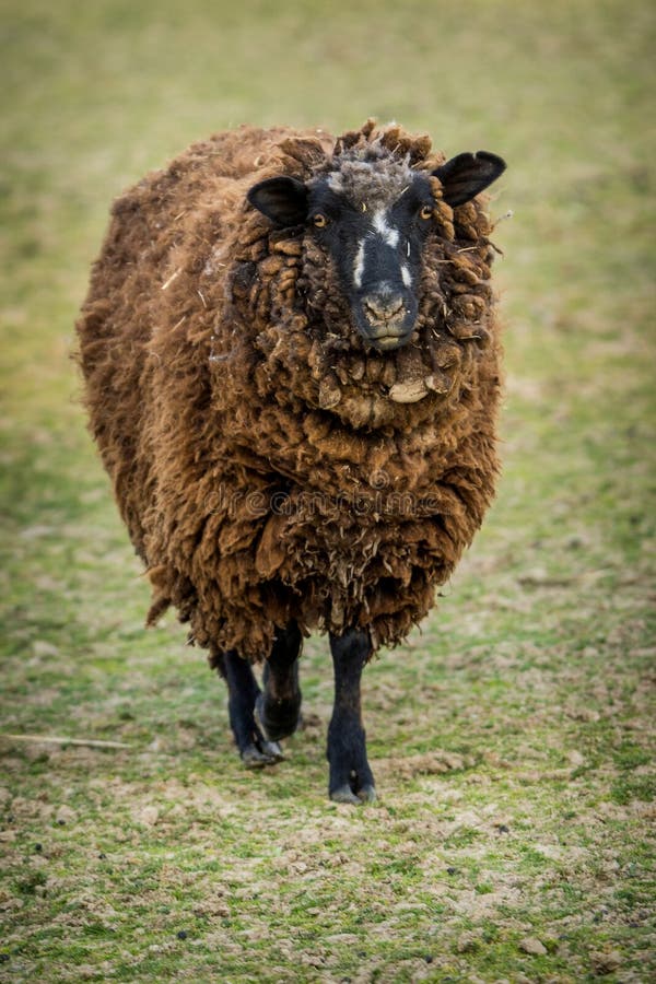 Dark sheep on the farm stock photo. Image of outdoor - 281734446
