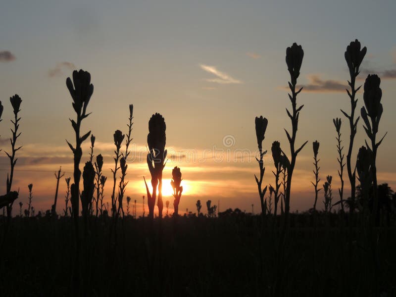 Dark Shot of a Field during the Sunset and Tuberose Flowers in Darkness ...
