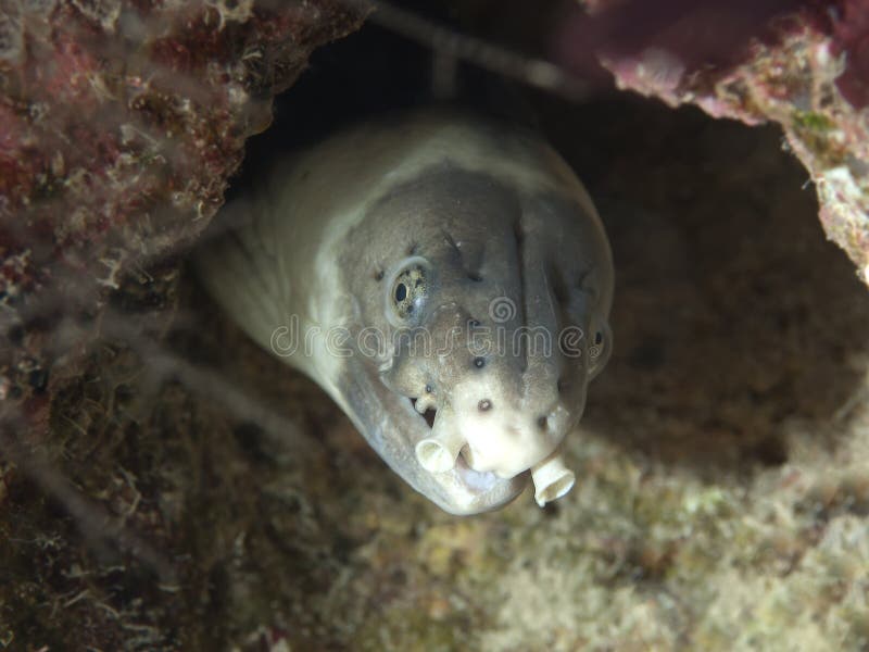 Dark-shouldered snake eel stock image. Image of pamilakan - 36377731