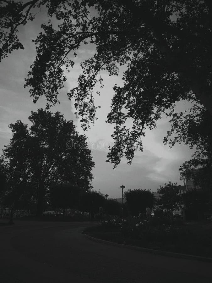 Dark side stock photo. Image of dark, tree, black, nature - 154422910