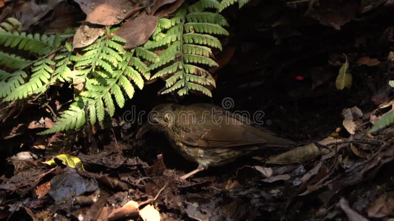 Dark-sided Thrush Migration Birds in Thailand and Southeast Asia. Stock ...