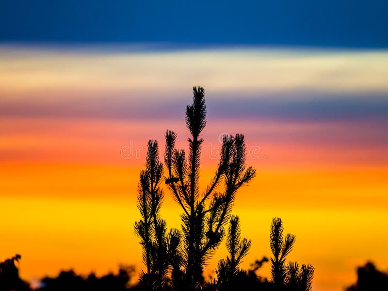 Dark Silhouette of Evergreen Tree on Multicolored Sunset Background ...