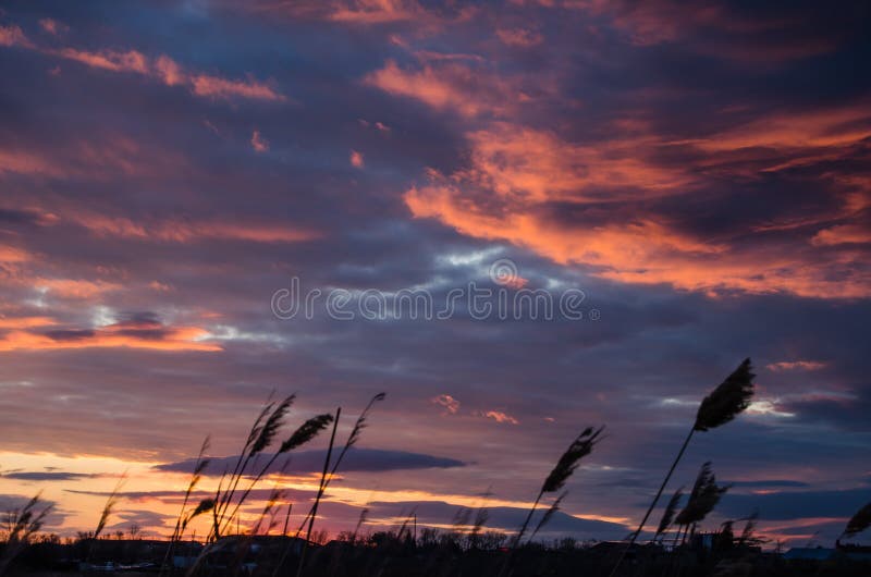 The Dark Silhouette of Reeds at Sunset Stock Image - Image of ...