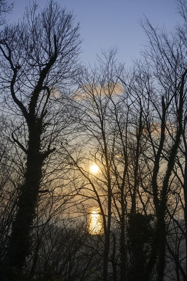 Dark Silhouettes of Trees without Leaves on the Background of Sunset ...