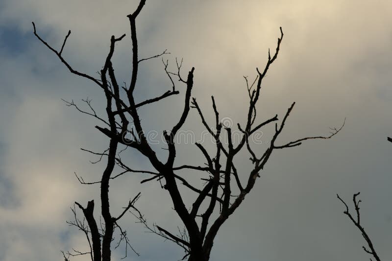 Dark sky and branch stock photo. Image of wind, shades - 380140020