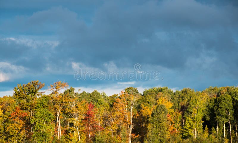 Dark Sky and Clouds Background with Side Lit Trees in Autumn Stock ...