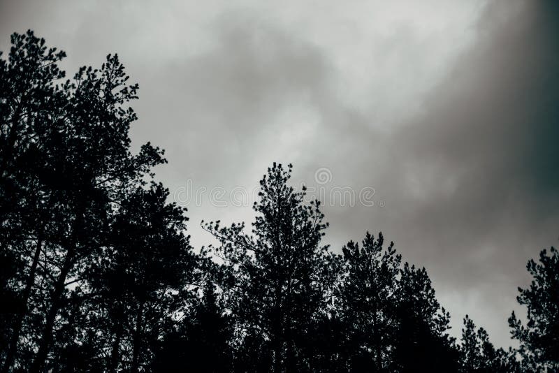 Dark Sky with Clouds and the Tops of Pine Trees in the Forest Stock ...