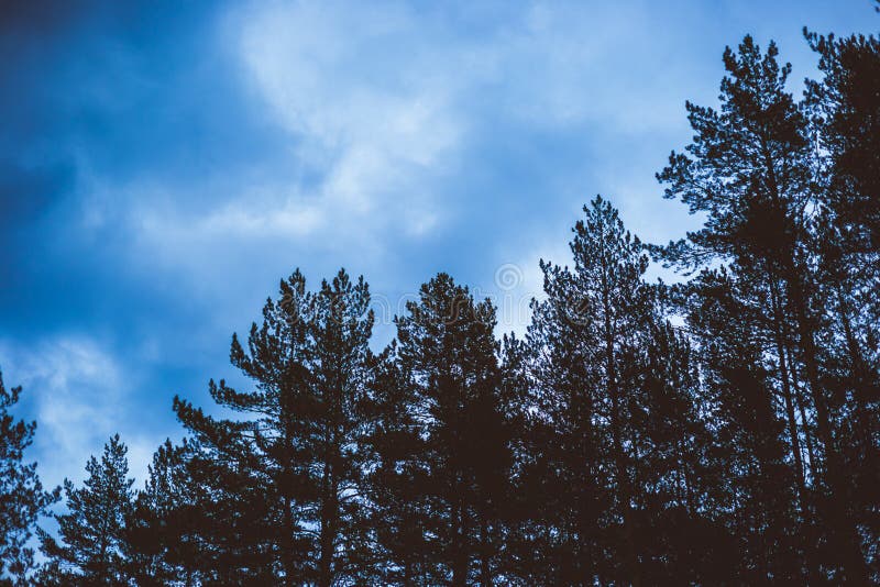 Dark Sky with Clouds and the Tops of Pine Trees in Forest Stock Image ...