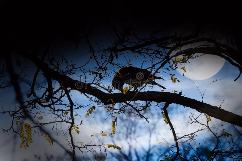 Dark sky and tree stock image. Image of distant, light - 44510761