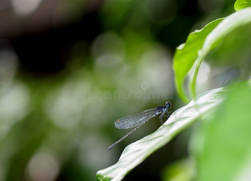 Dark small dragonfly stock photo. Image of damselfly - 43500908