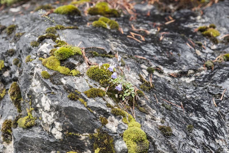 Dark Smooth Stone Rock with Moss Stock Image - Image of closeup ...