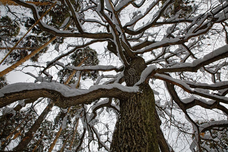 Dark Snow-covered Oak Branches Form a Pattern on a Background of Blue ...