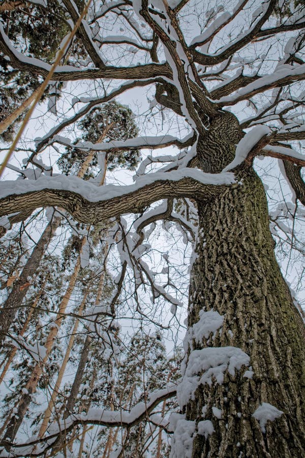 Dark Snow-covered Oak Branches Form a Pattern on a Background of Blue ...