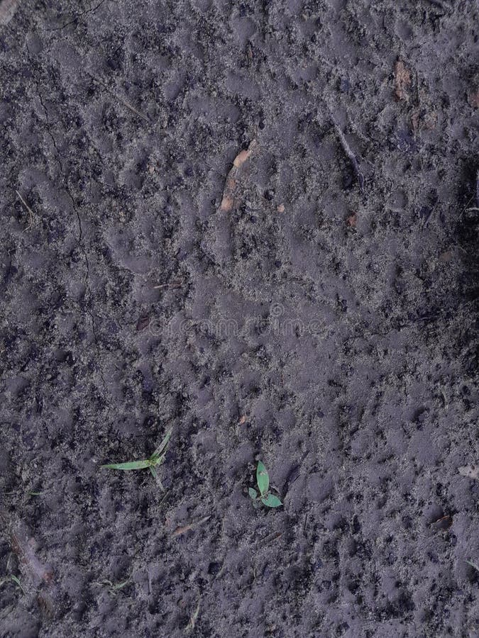 Dark Soil Texture in Palm Oil Plantation Stock Image - Image of rough ...