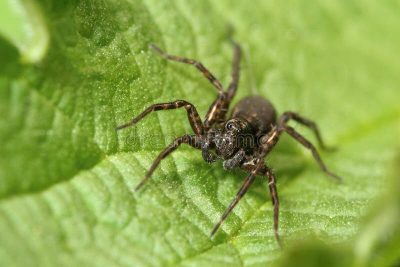 Dark spider stock image. Image of poison, fear, entomology - 5344681