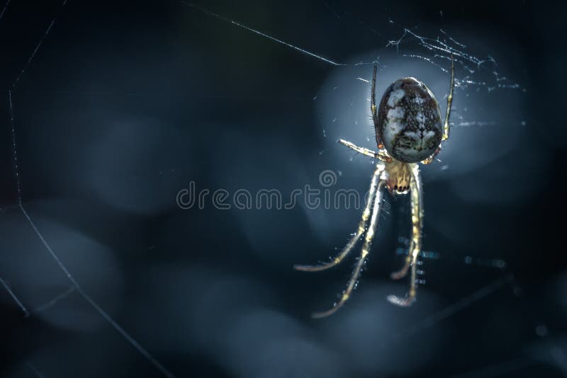 Dark spider stock image. Image of nature, spider, dark - 144950897